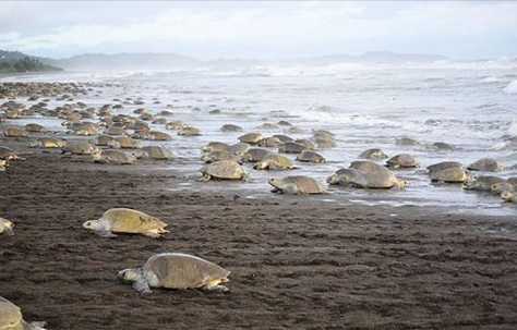 Costa Rica’s Magical Arribada of Olive Ridley Turtles