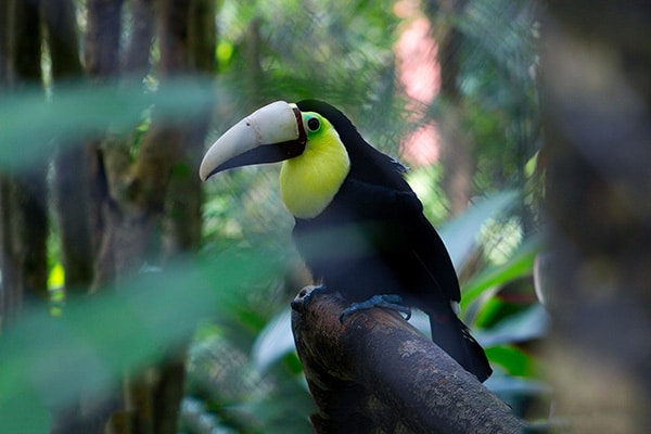 10 of the Most Fabulous Birds to Spot in Costa Rica