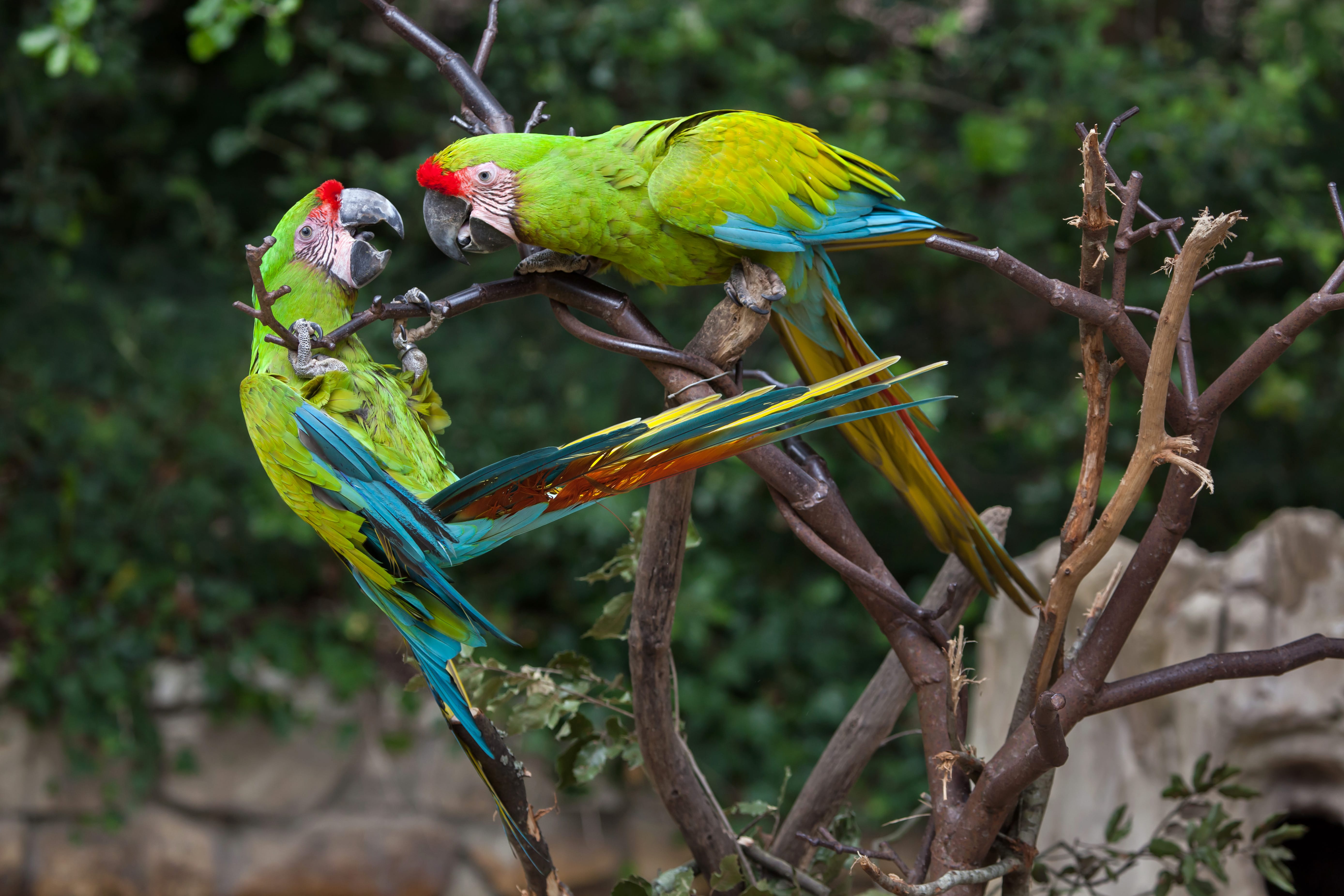 10 of the Most Fabulous Birds to Spot in Costa Rica