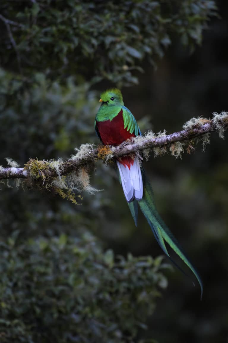 10 of the Most Fabulous Birds to Spot in Costa Rica