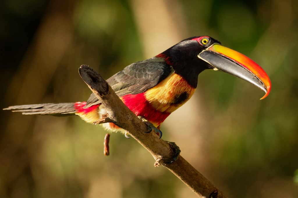 10 of the Most Fabulous Birds to Spot in Costa Rica