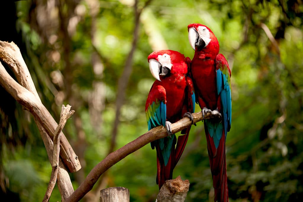10 of the Most Fabulous Birds to Spot in Costa Rica