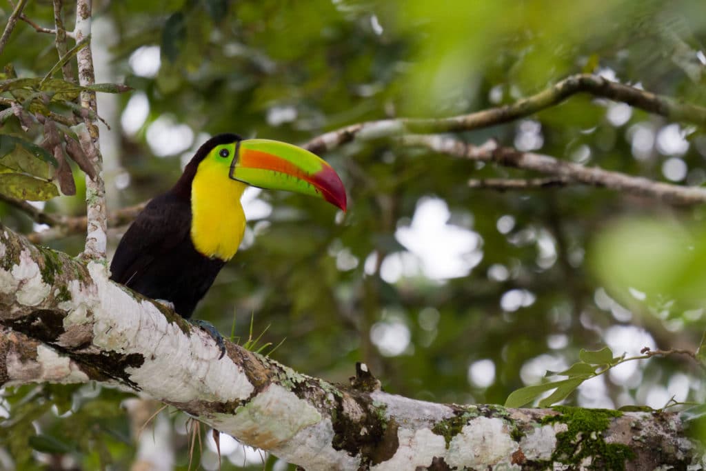 10 of the Most Fabulous Birds to Spot in Costa Rica
