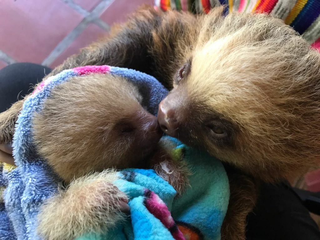 Best Places to See Adorable Sloths in Costa Rica