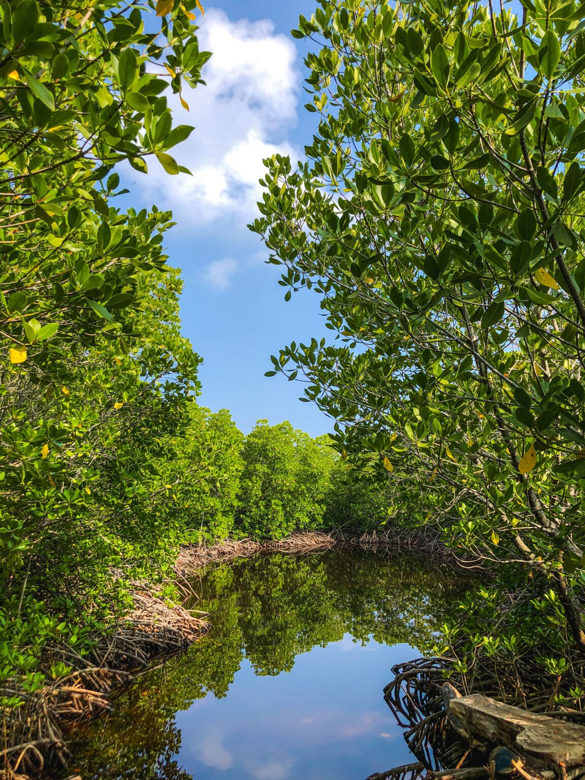 Discover Costa Rica’s Magical Mangroves | Costa Rica Rios
